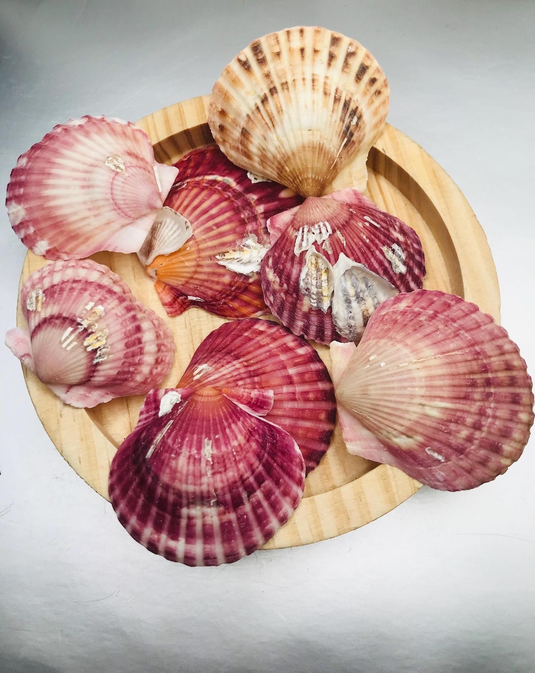 Bulk Natural PINK SCALLOP SHELLS, Raw Pectin Shells - Pink Ark Clam ...