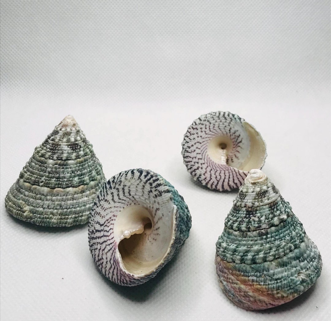 3 TROCA GREEN Sea Shells Natural Spiral Form Sea Shells Hermit Crab ...