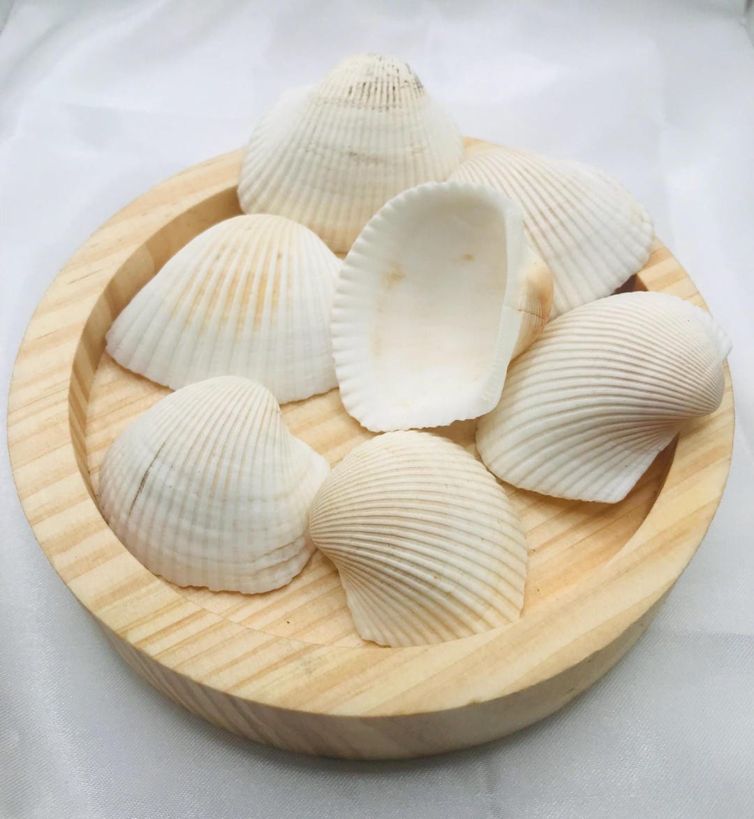 Natural EGG-WHITE SCALLOP Seashells - Half-white Ark Clam Sea Shells ...