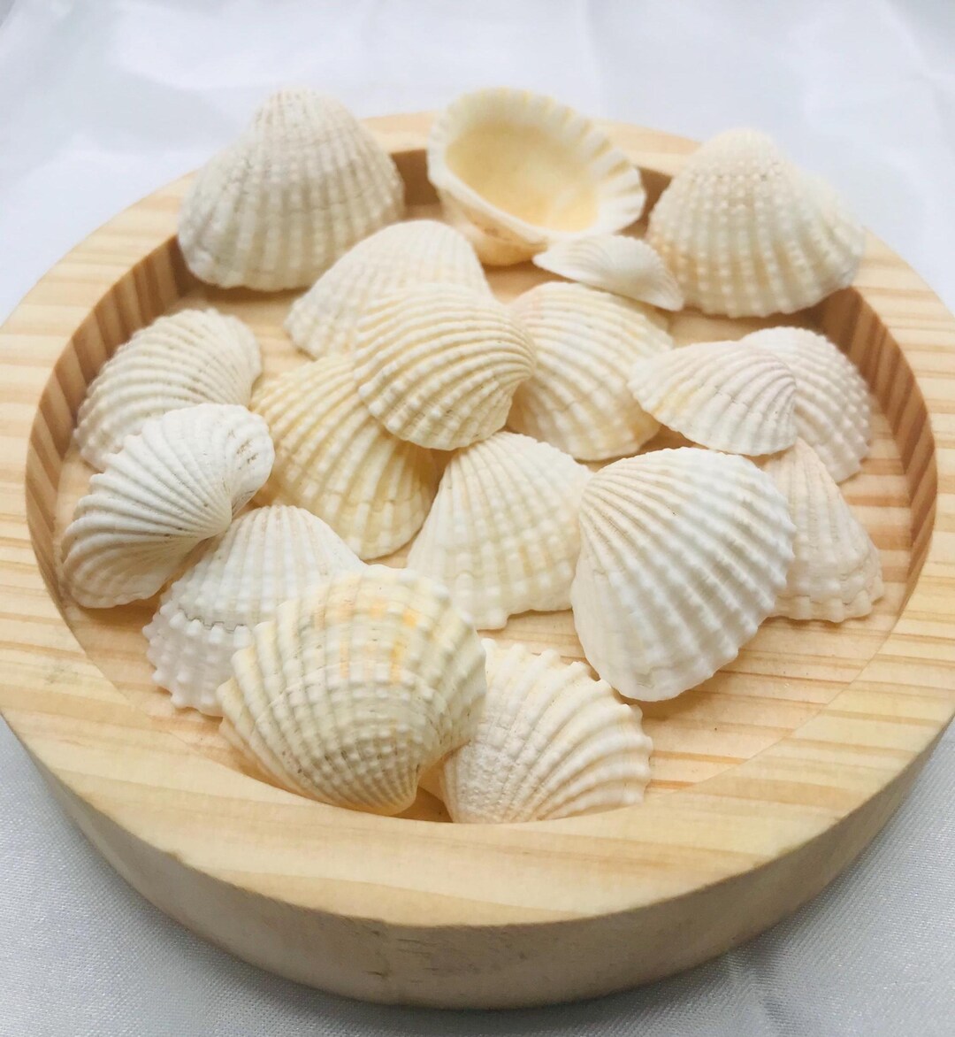 Bulk WHITE CLAM Shells Mixed WHITE Shells White Ark Shells variety of ...