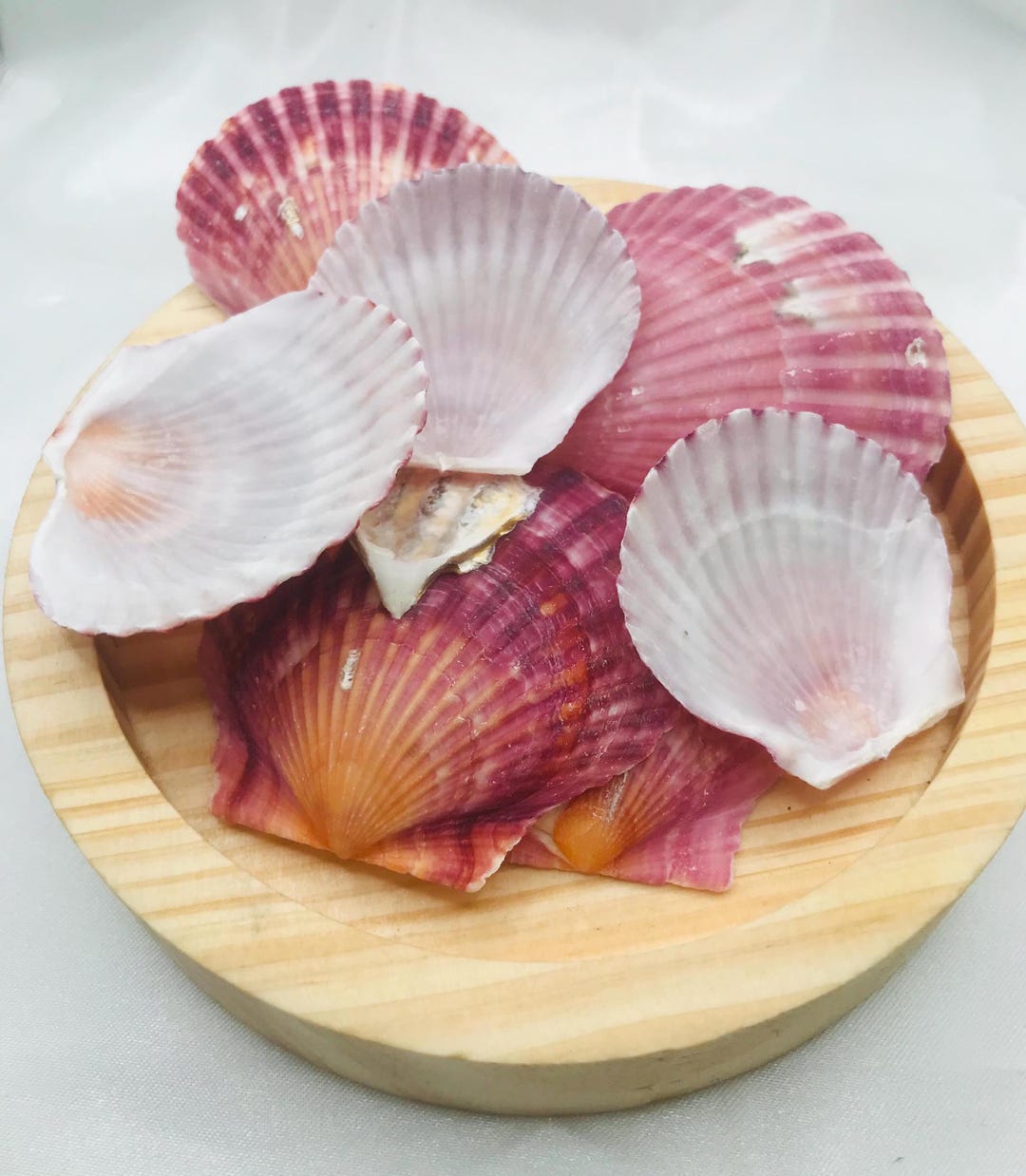 Bulk PINK SCALLOP SHELLS, Raw Pectin Shells Pink Ark Clam Shells Craft ...