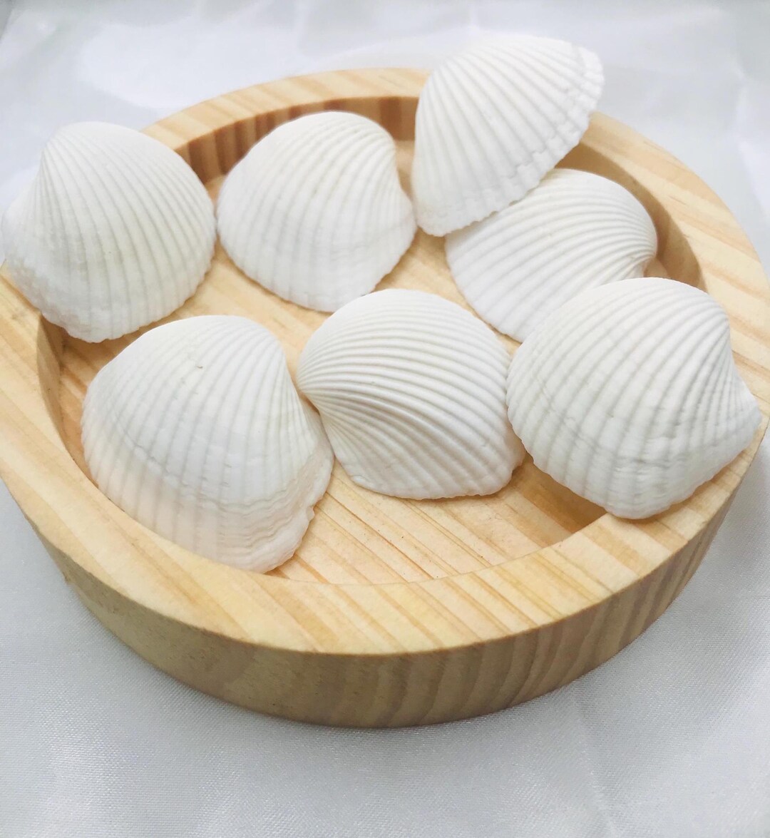 WHITE SCALLOP SHELLS, White Ark Clam Shells - Craft Supplies - Home ...