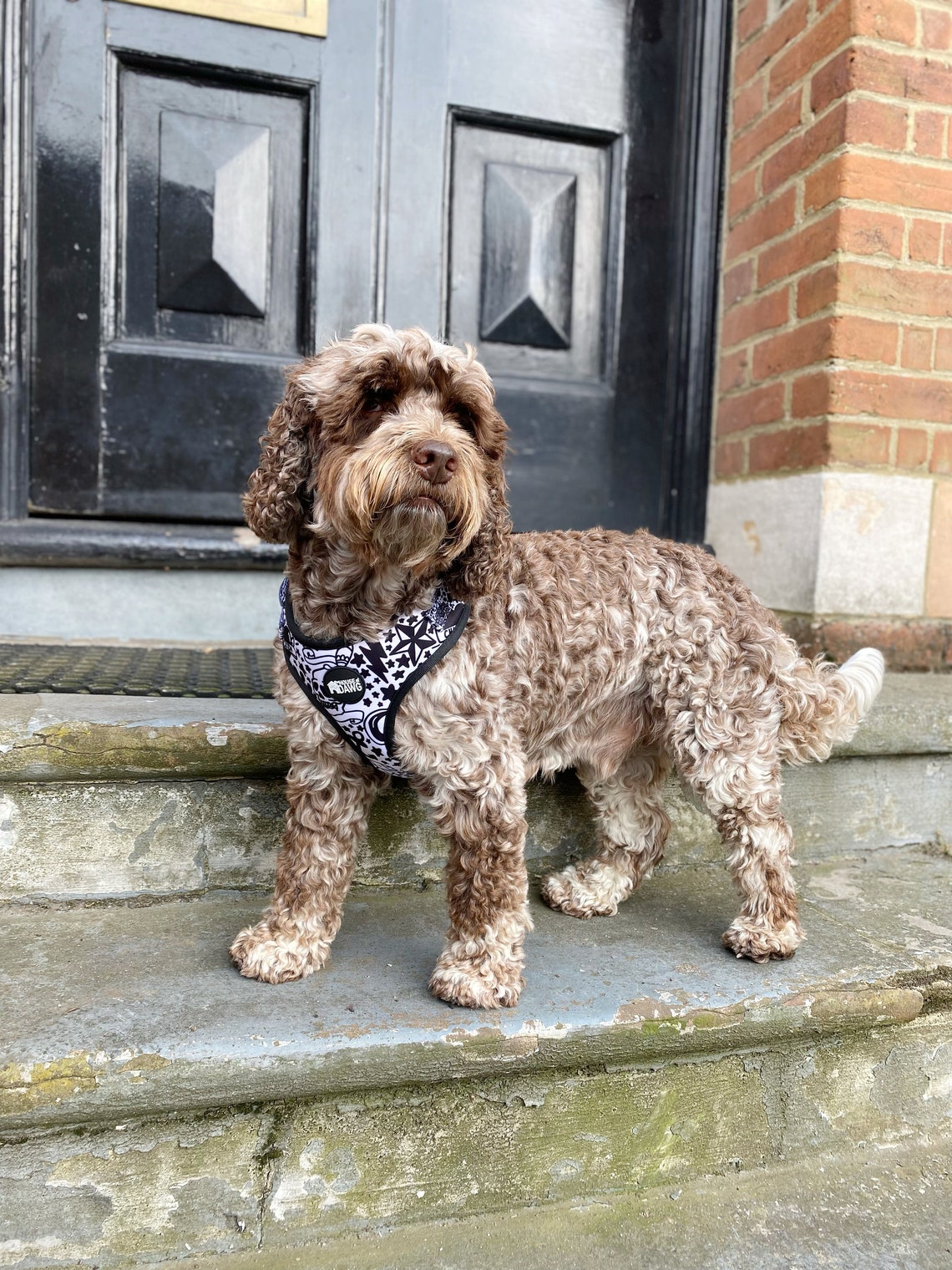 Dog Harness Tattoo Dog Harness Neoprene Dog Harness - Etsy