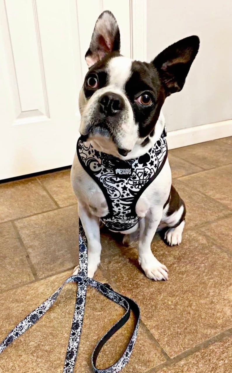 Dog Harness Tattoo Dog Harness Neoprene Dog Harness - Etsy