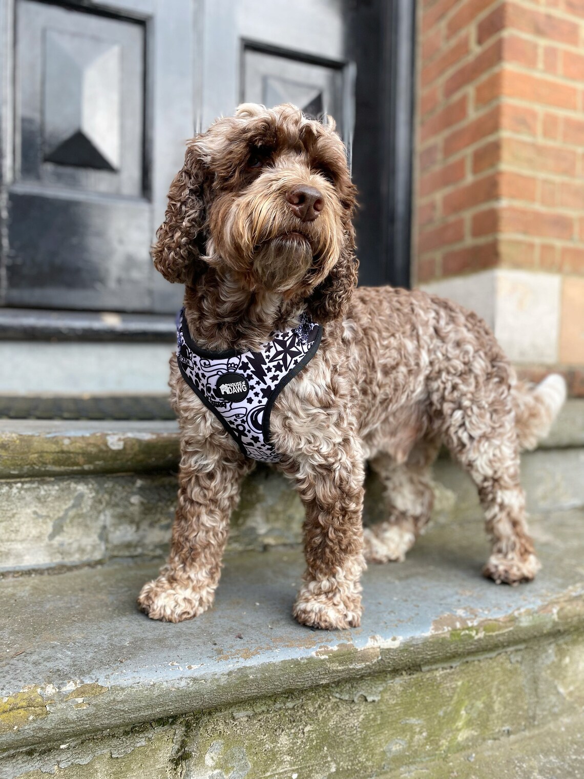 Dog Harness Tattoo Dog Harness Neoprene Dog Harness - Etsy