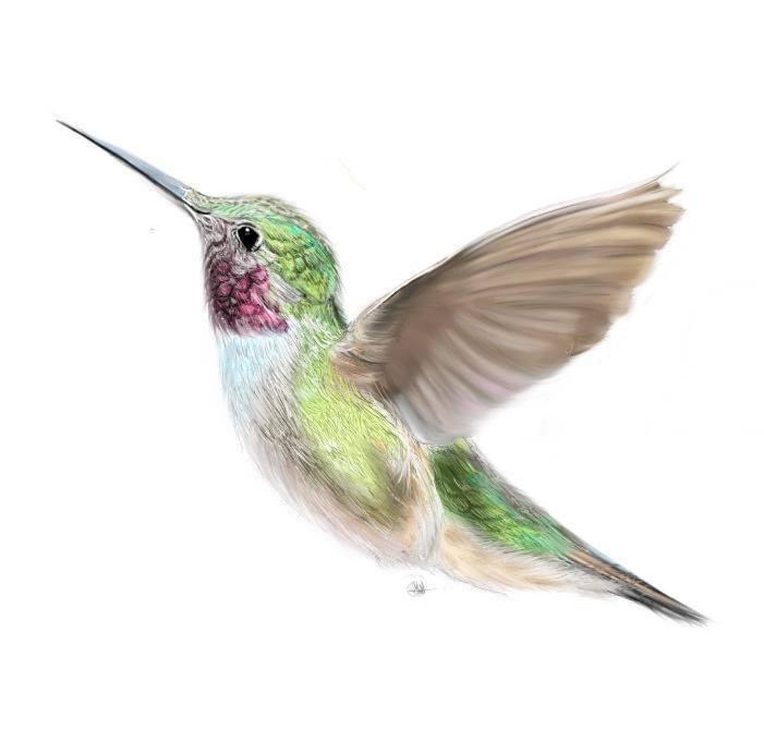 Hummingbird-digital Print - Etsy