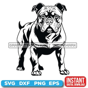 American Bully SVG - 13 American Bully Vector Graphics for Cutting ...
