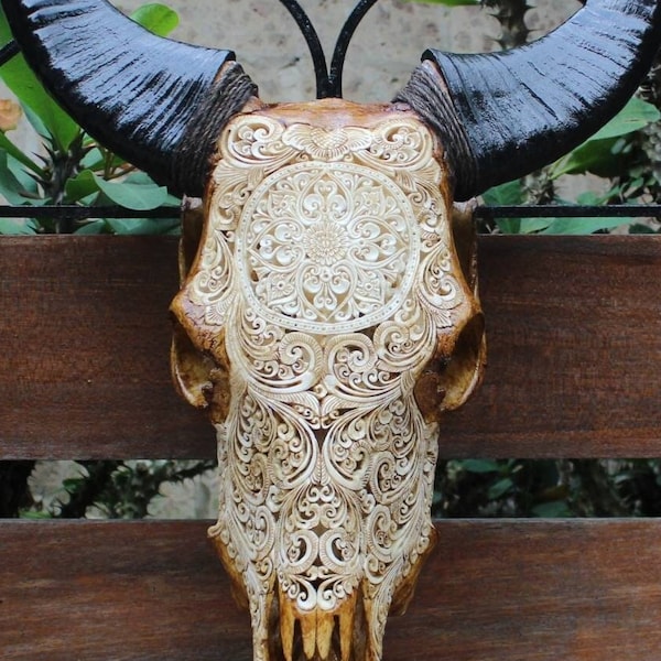 Real Cow Skull - Etsy