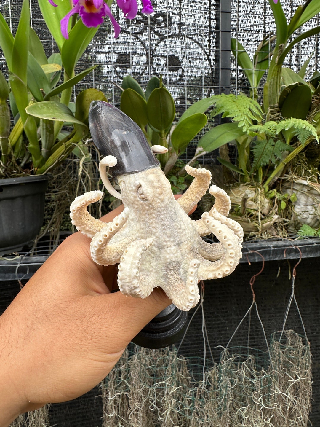 Antler Carving, Hand Carved Deer Antler, Cuttlefish Hand Carving for ...