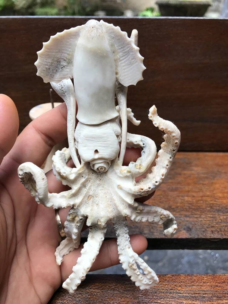 Antler Carving Hand Carved Deer Antler Cuttlefish Hand - Etsy