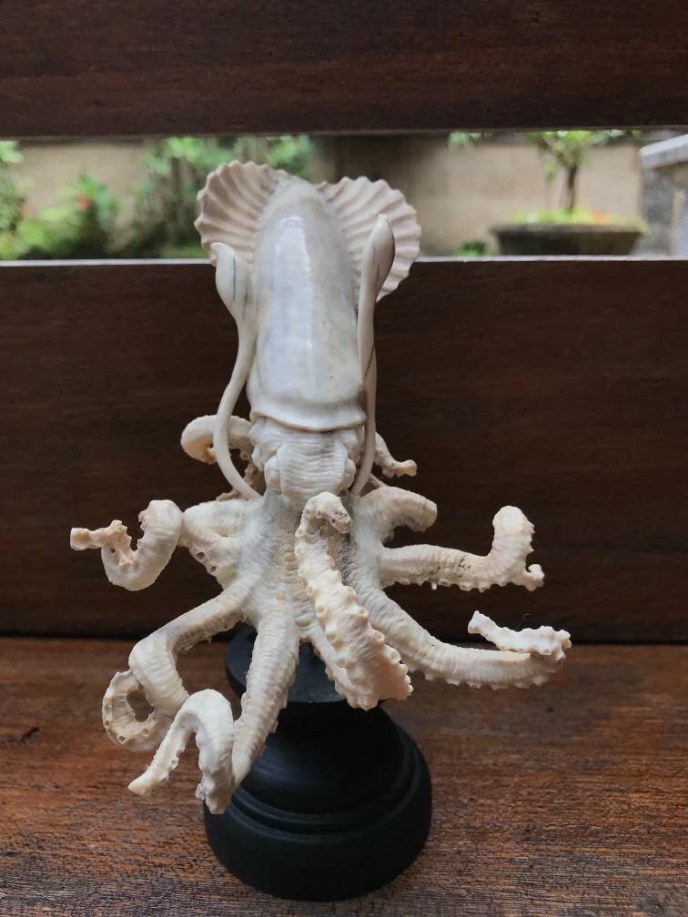 Antler Carving Hand Carved Deer Antler Cuttlefish Hand | Etsy
