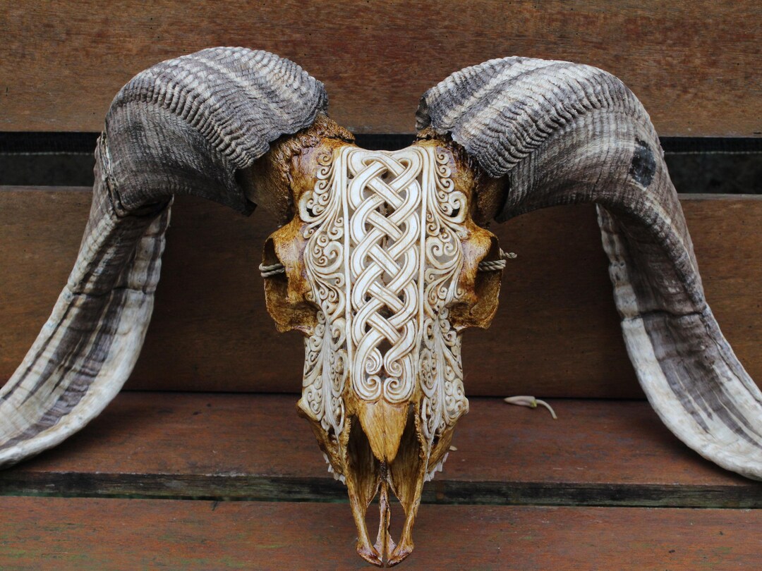 Carved Ram Skull - REAL HAND Carved Ram Skull With Beautiful Horn. - Etsy