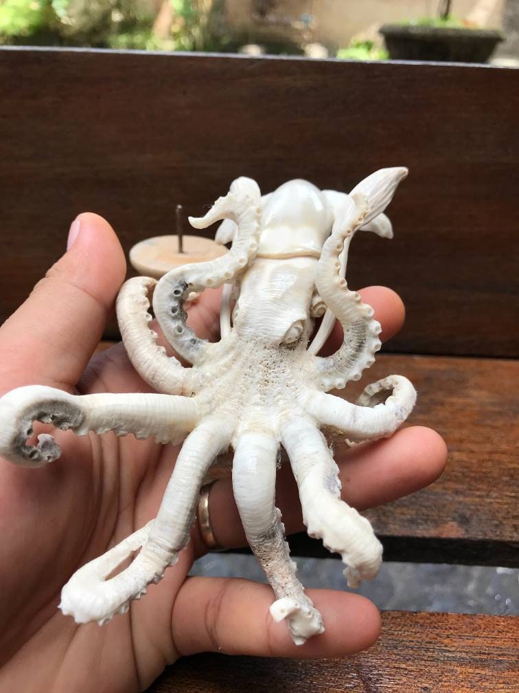 Antler Carving Hand Carved Deer Antler Cuttlefish Hand - Etsy