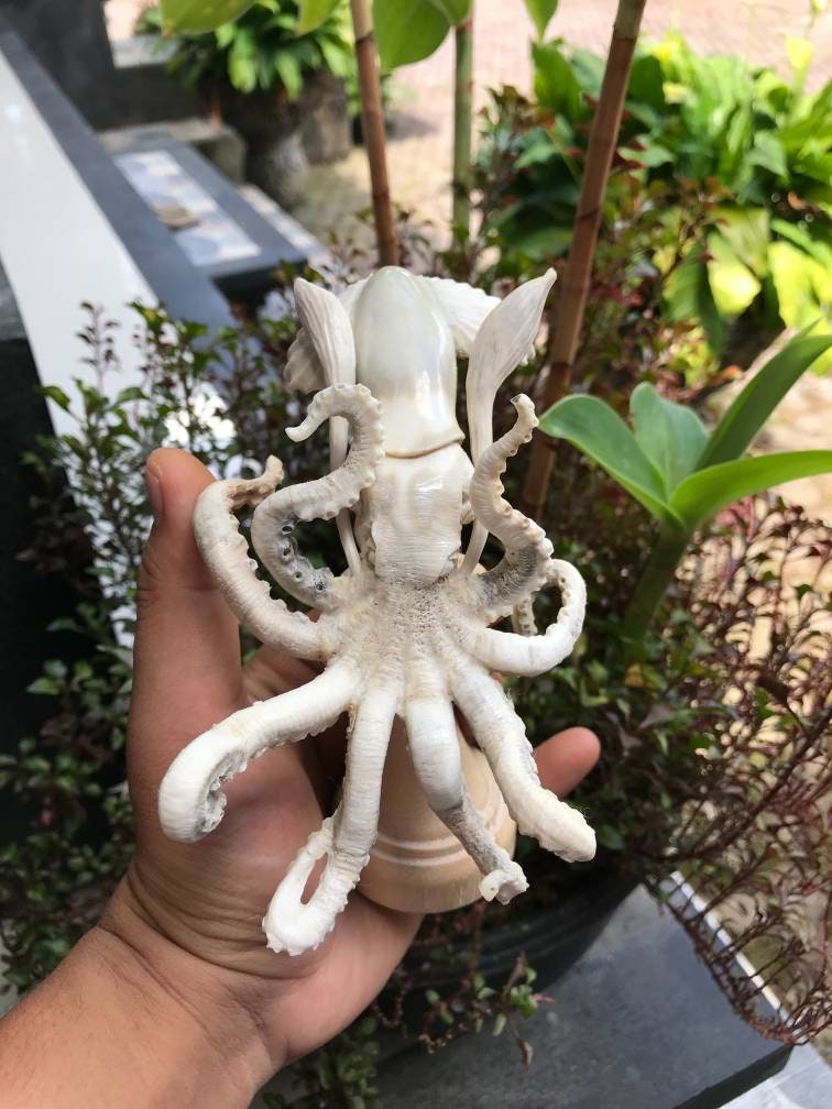 Antler Carving Hand Carved Deer Antler Cuttlefish Hand | Etsy