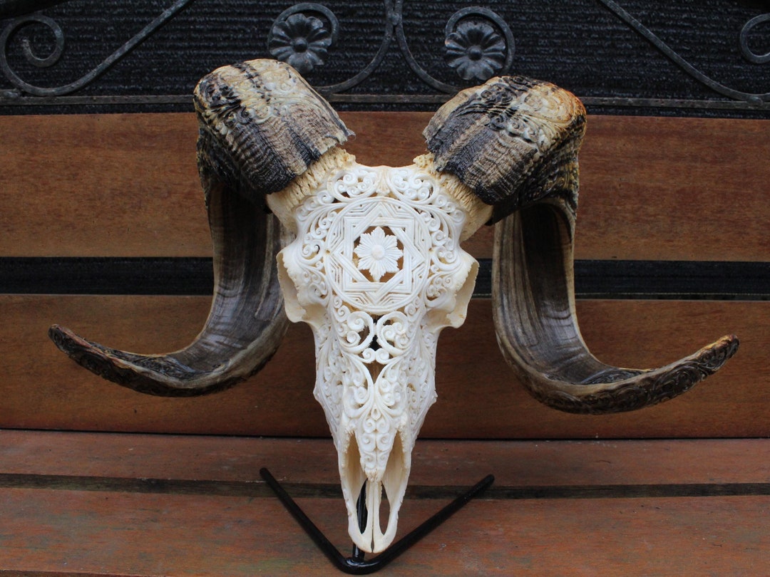 BIG RAM Skull Carving With Beautiful Horn - Carved Ram Skull With Horn ...