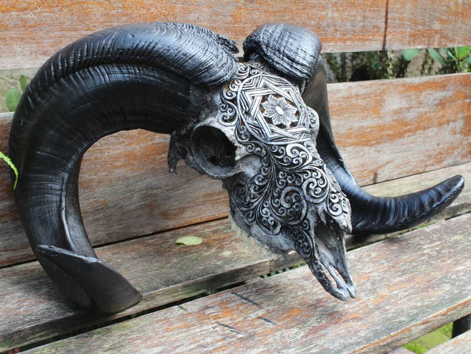 RAM SKULL CARVED Real Ram Skull With Horn Ram Skull - Etsy