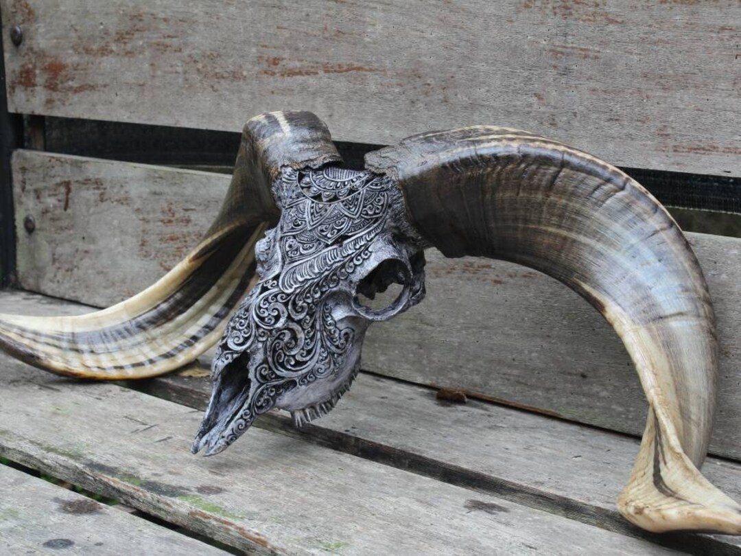 RAM SKULL Carving - Carved Ram Skull With Beautiful Long Horn. - Etsy