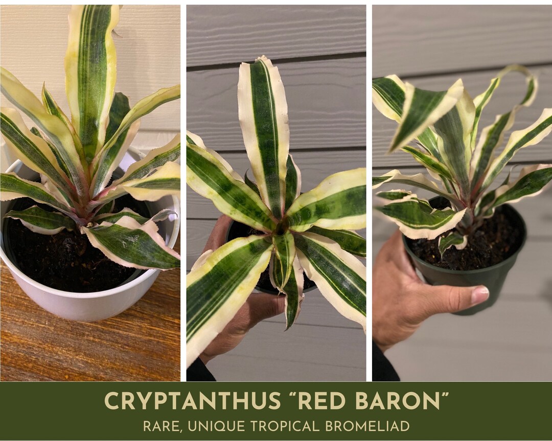 Cryptanthus Bivittatus red Baron Leaves Turn Neon Pink - Etsy
