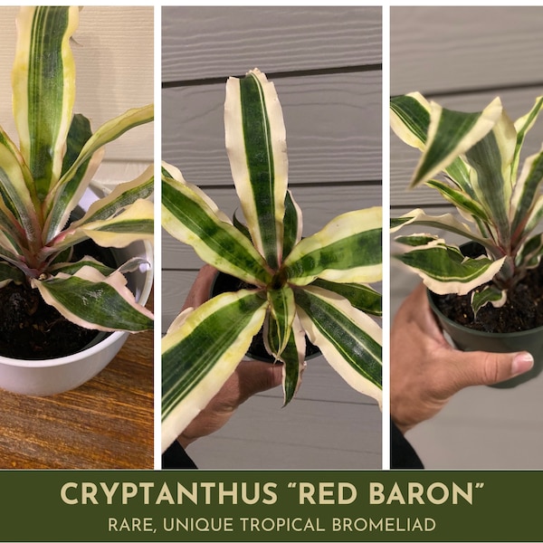 Cryptanthus - Etsy