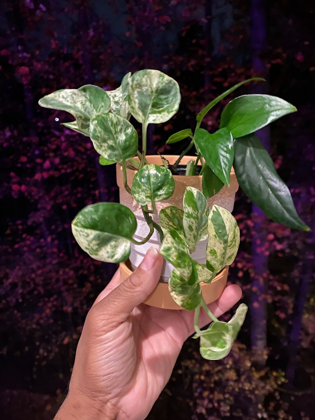 Beautiful Pothos Mix 4 Different Plants Customize Your Mix - Etsy