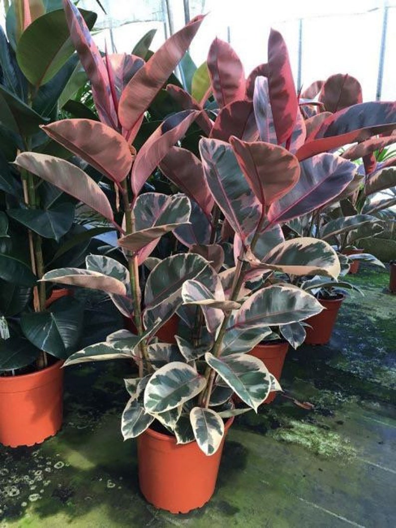 Beautiful ruby Red Rubber Tree Grow This Baby Into a Giant - Etsy