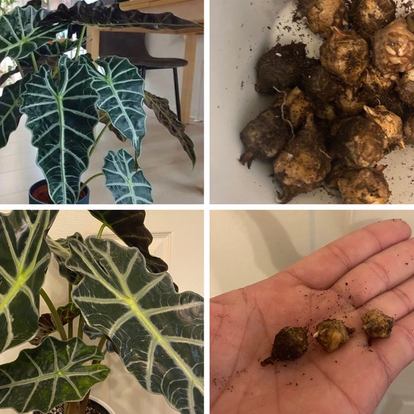 Alocasia Corms - Etsy