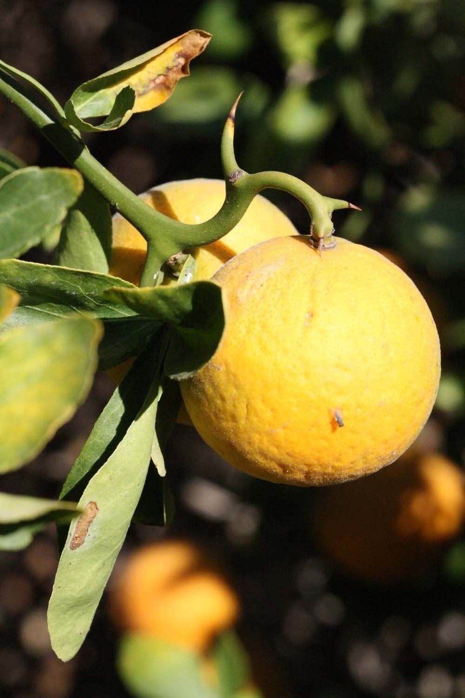 20x Flying Dragon Citrus Rootstock Seeds | Etsy