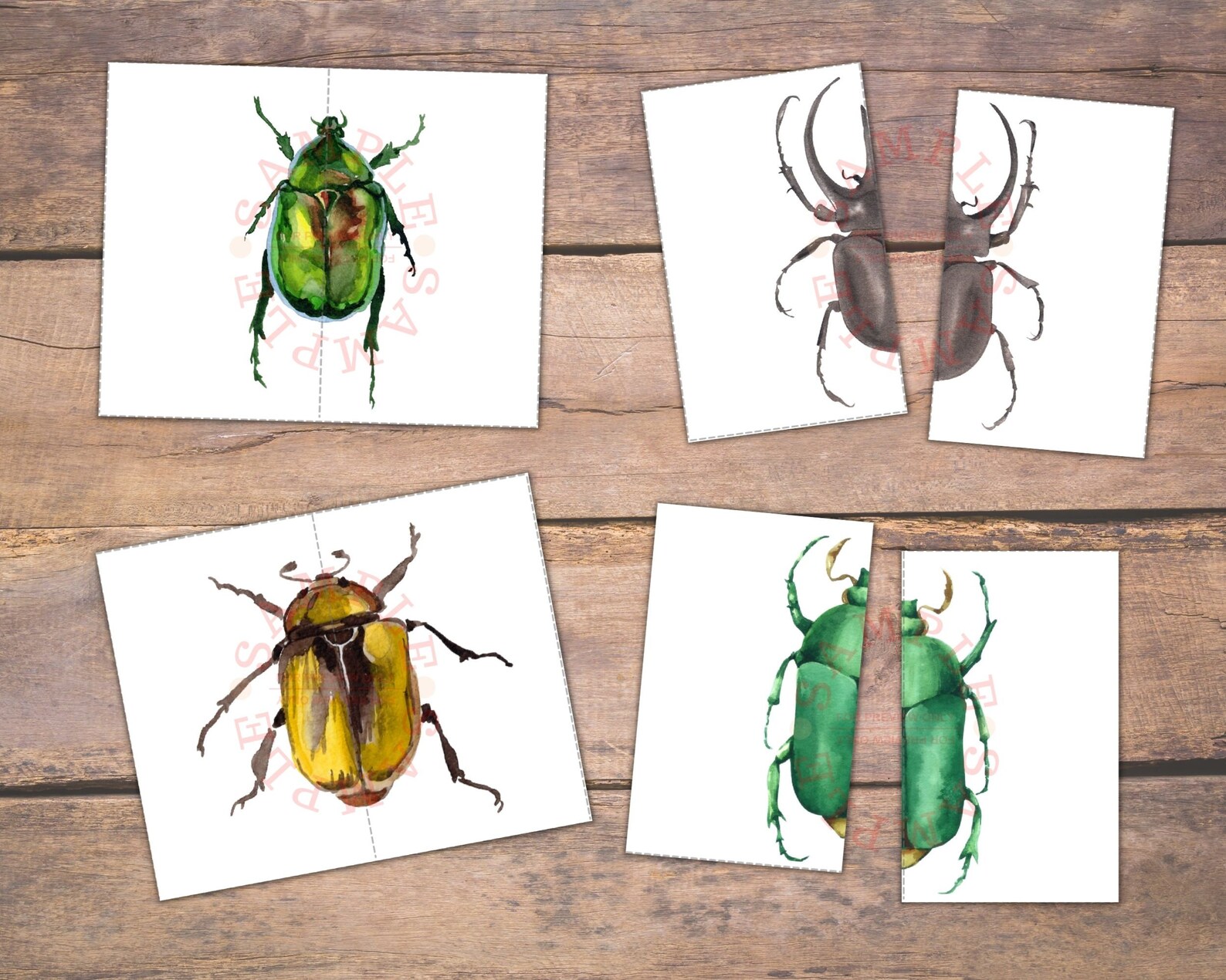 Beetle Symmetry Puzzles Beetle Matching Game Printable - Etsy
