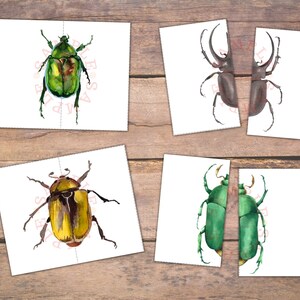 Beetle Symmetry Puzzles Beetle Matching Game Printable | Etsy