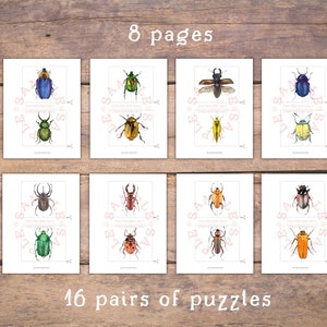 Beetle Symmetry Puzzles Beetle Matching Game Printable | Etsy