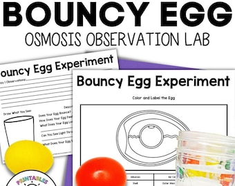 Bouncy Egg Science Experiment for Kids - Etsy