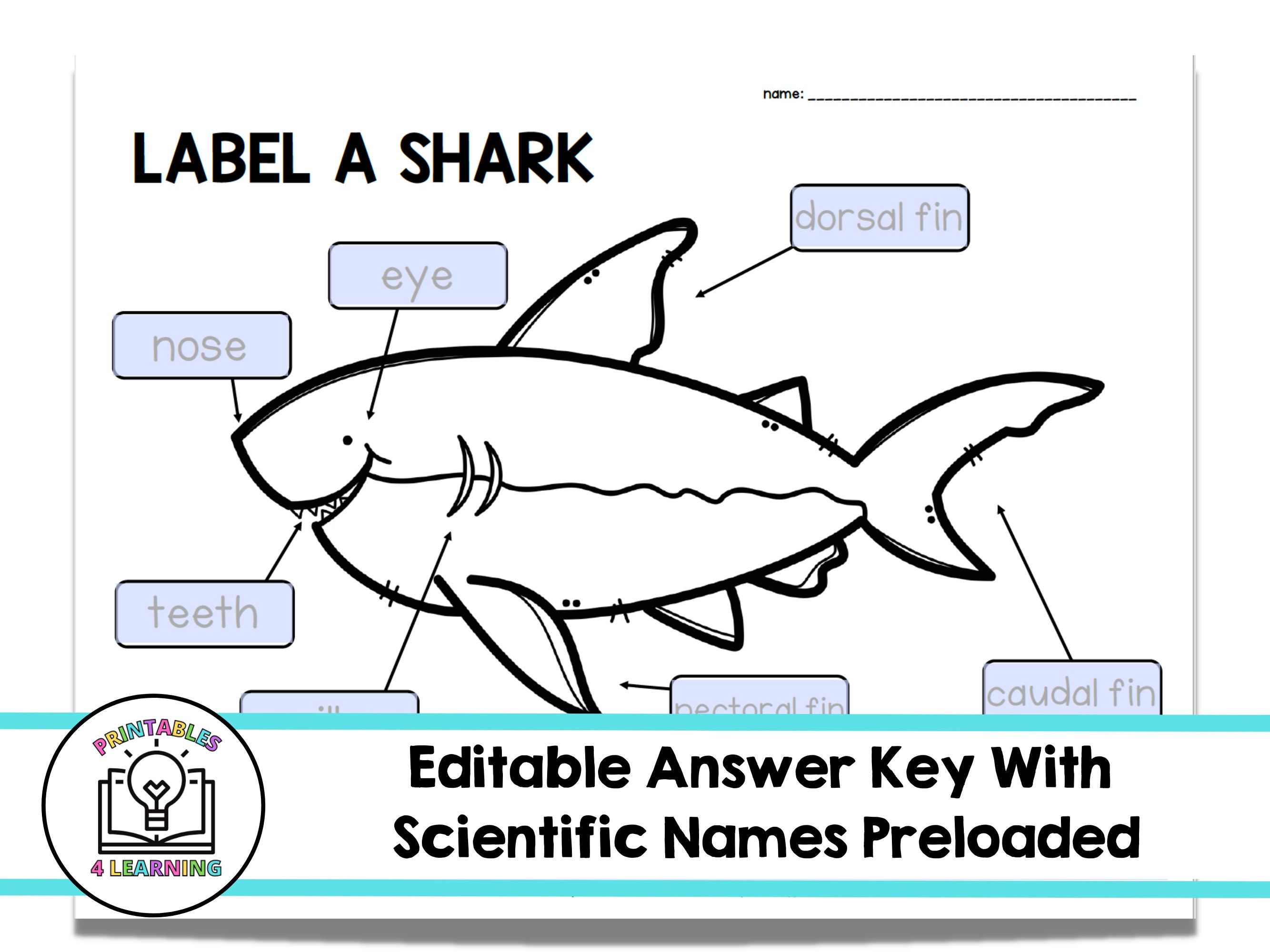 Editable Label an Ocean Animal Worksheets and Mini Book - Etsy