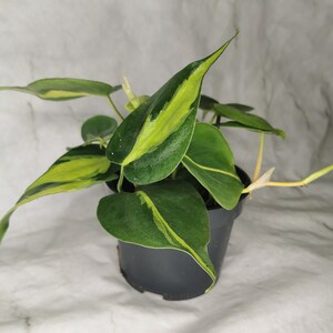 Philodendron Scandens Brasil the Yellow Stripy Lovable Philodendrons 3 ...