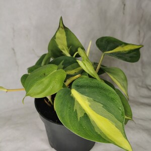 Philodendron Scandens Brasil the Yellow Stripy Lovable Philodendrons 3 ...