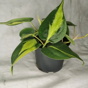 Philodendron Scandens Brasil the Yellow Stripy Lovable Philodendrons 3 ...