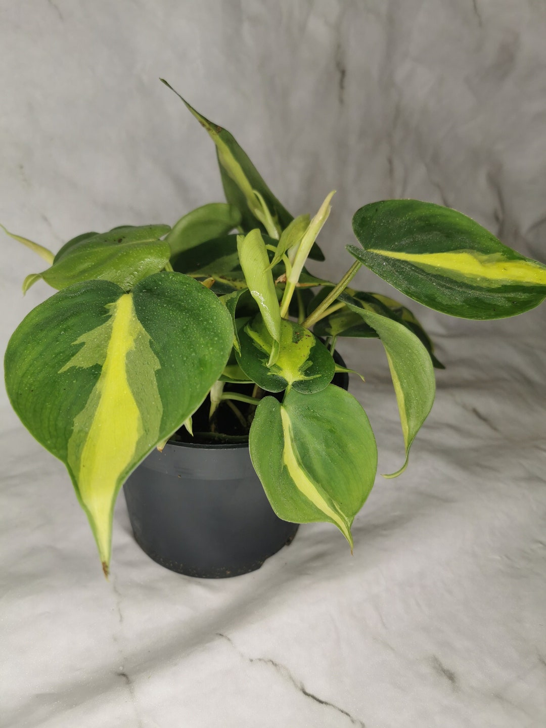 Philodendron Scandens Brasil the Yellow Stripy Lovable Philodendrons 3 ...