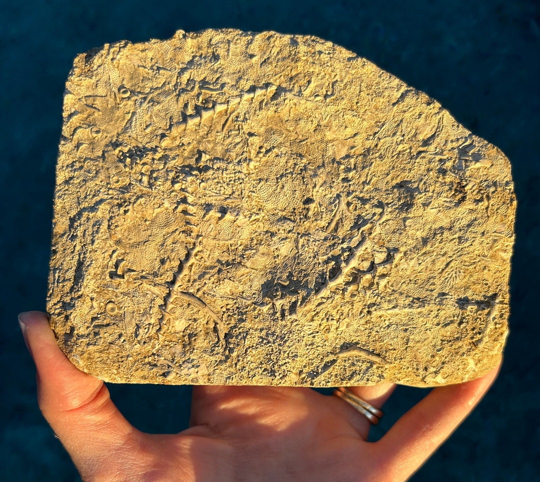 Archimedes Screws on Matrix - Fossil - 1 Lbs 1 Oz (490g) - Comes With a ...