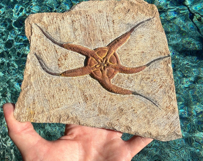 Brittle Star Fossil - 1 Lb 11 Oz (772g) - Comes With a FREE Display ...