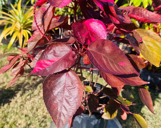 Copper Leaf Plant (acalypha Wilkesiana) - Live Plant Same Day Shipping ...
