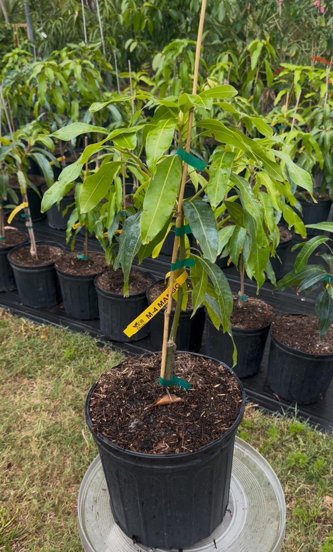 Grafted Xoai Tuong / Elephant Mango Mango Tree - Live Plant Ships ...