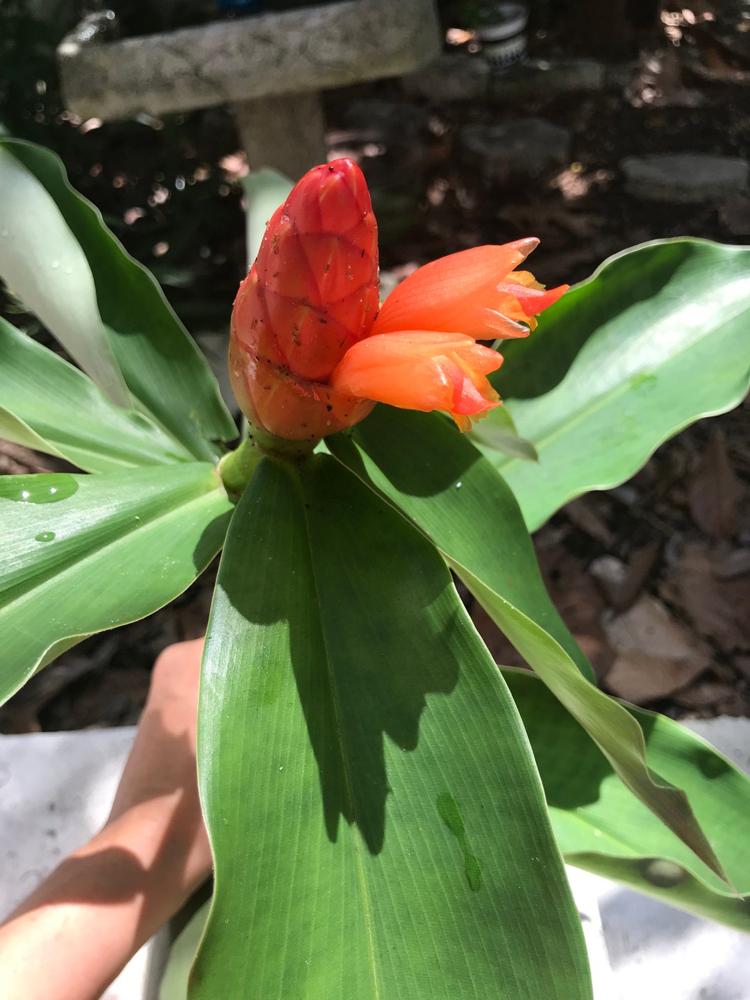 Orange Spiral Ginger Potted Plant Costus Scaber Flower Plant Same Day ...