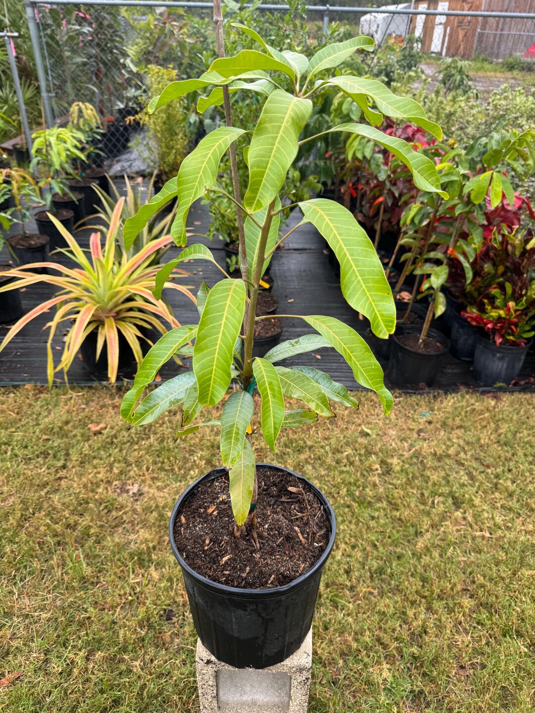 Keo Savoy Mango Tree Live Plant Same Day Shipping No Shipping to CA or ...