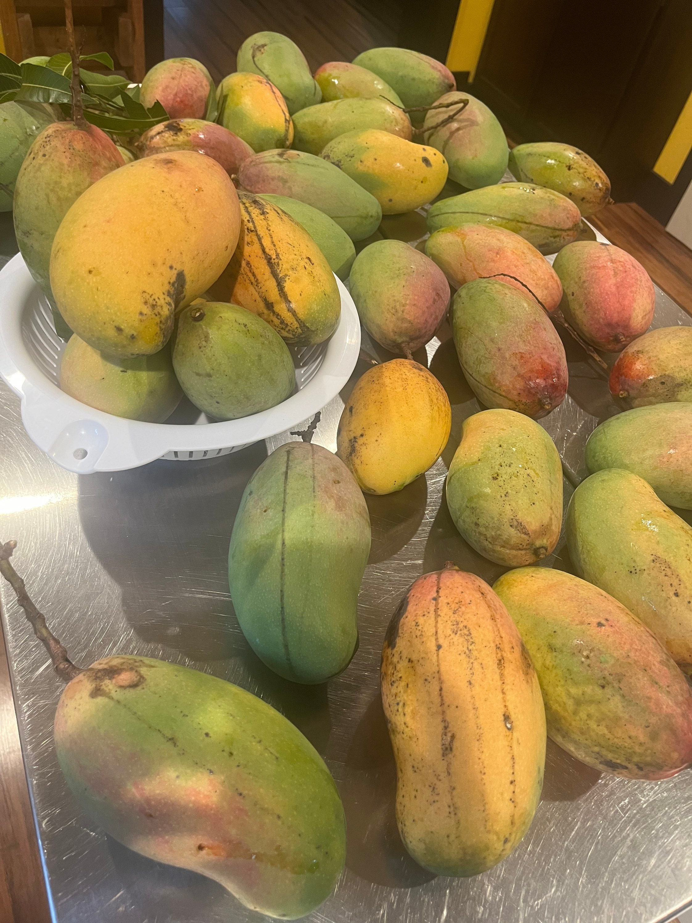 Pre Orders 8 LEMON MERINGUE Mangos Rare Variety Fresh Fruit - Etsy