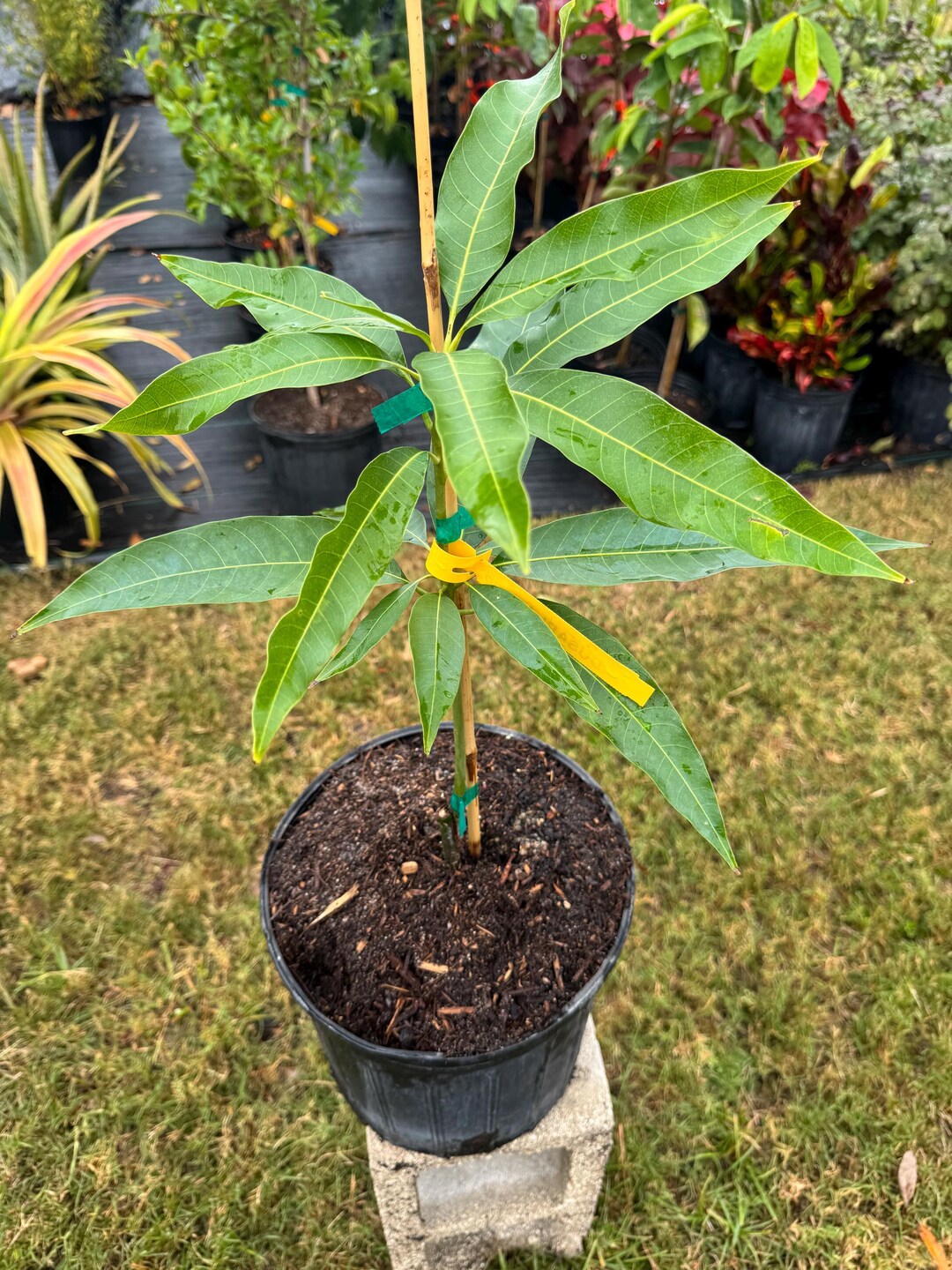 Grafted Dusari Mango Tree - Live Plant Ships Within a Week!!! No ...