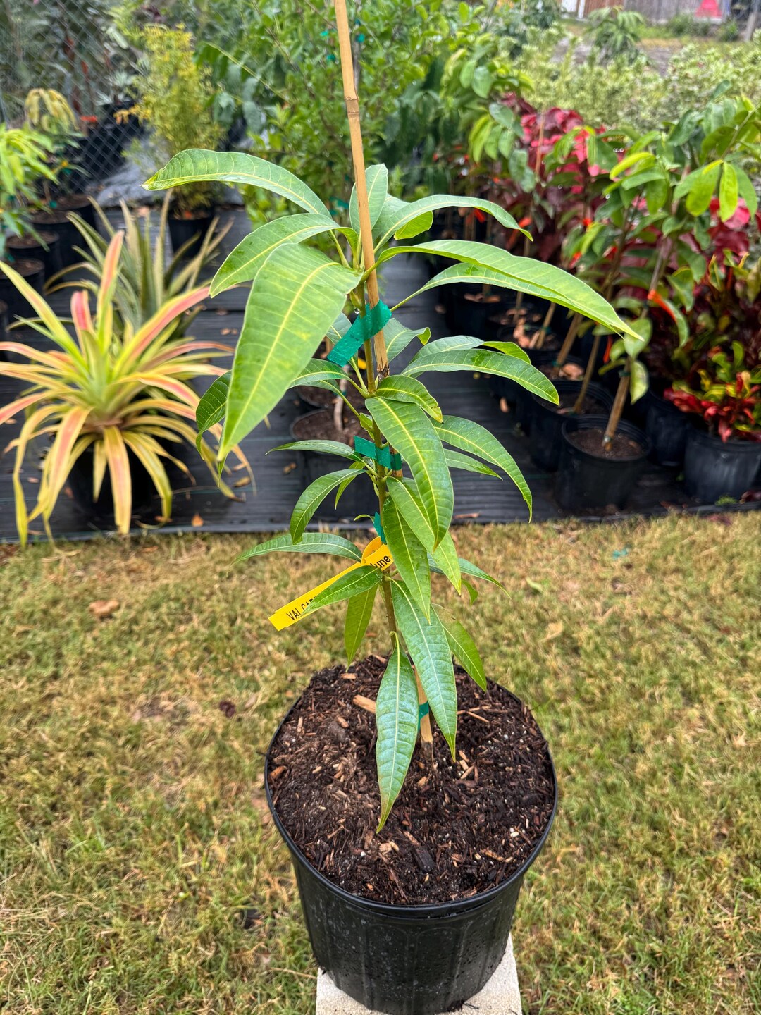 Valcarrie Mango Tree - Live Plant Ships Within a Week!!! No Shipping to ...