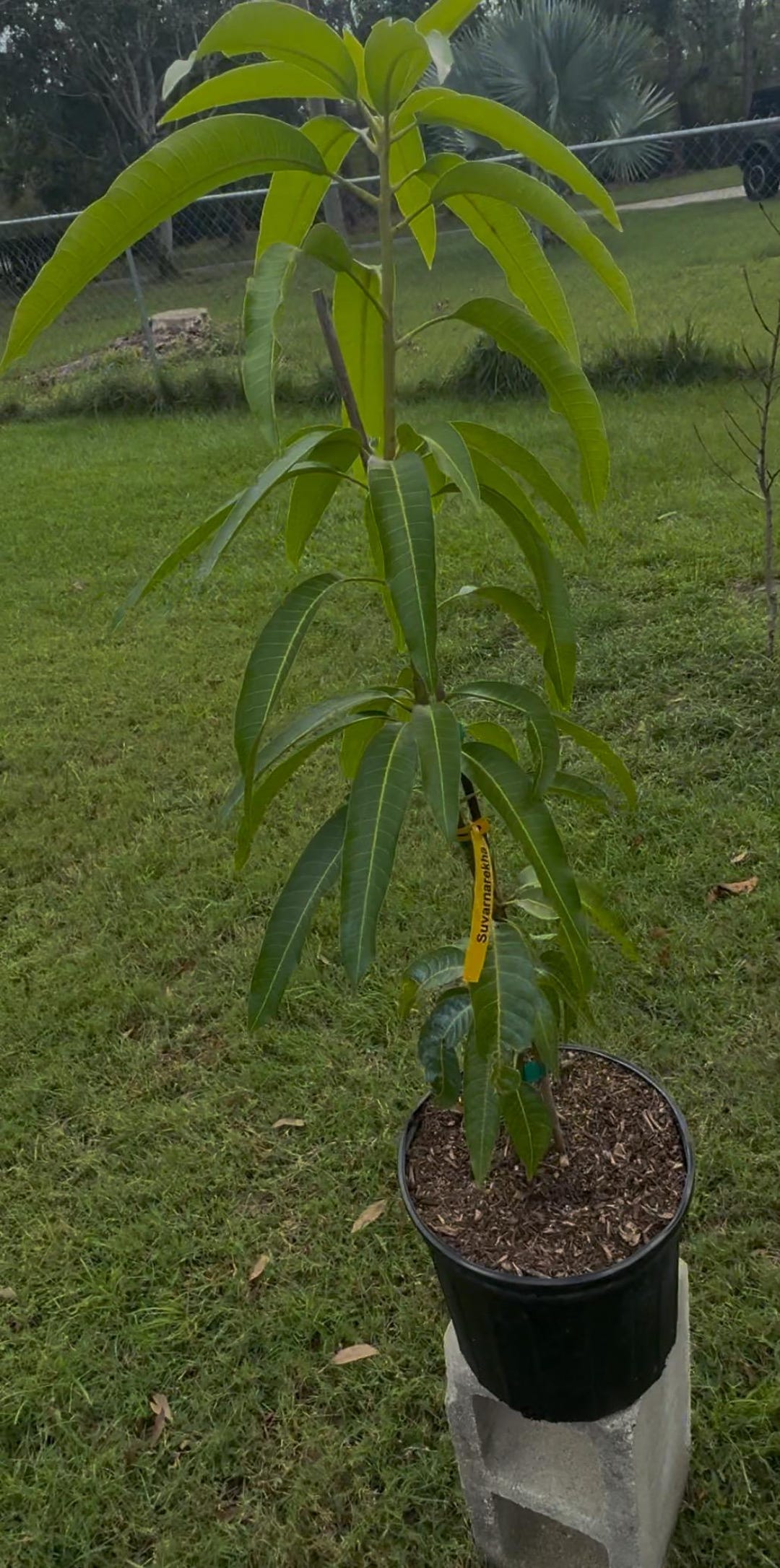 Suvarnarekha Grafted Mango Tree - Live Plant Ships Within a Week!!! No ...
