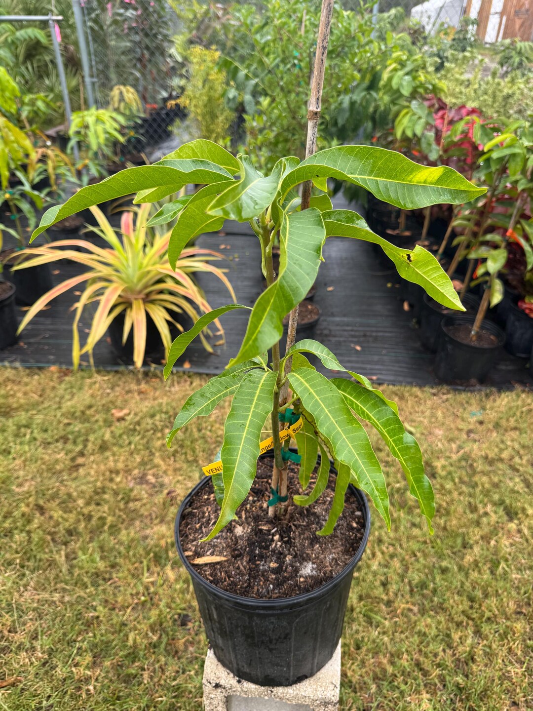 Venus Mango Tree - Live Plant Ships Within a Week!!! No Shipping to CA ...