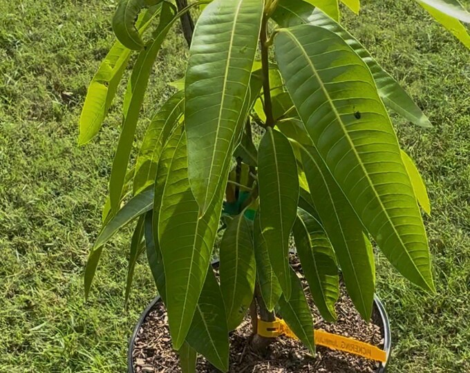 Pickering Grafted Mango Tree - Live Plant Ships Within 1 Week!!!* No ...