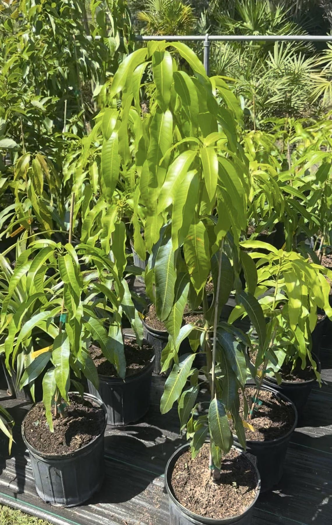 Grafted East Indian Mango Tree Live Plant Same Day Shipping No Shipping ...