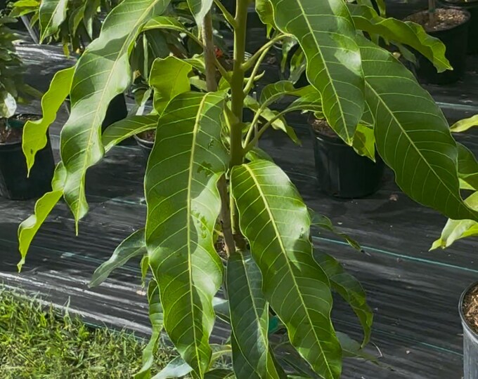 Grafted Sai Tong Mango Tree - Live Plant Ships Within a Week!!! No ...